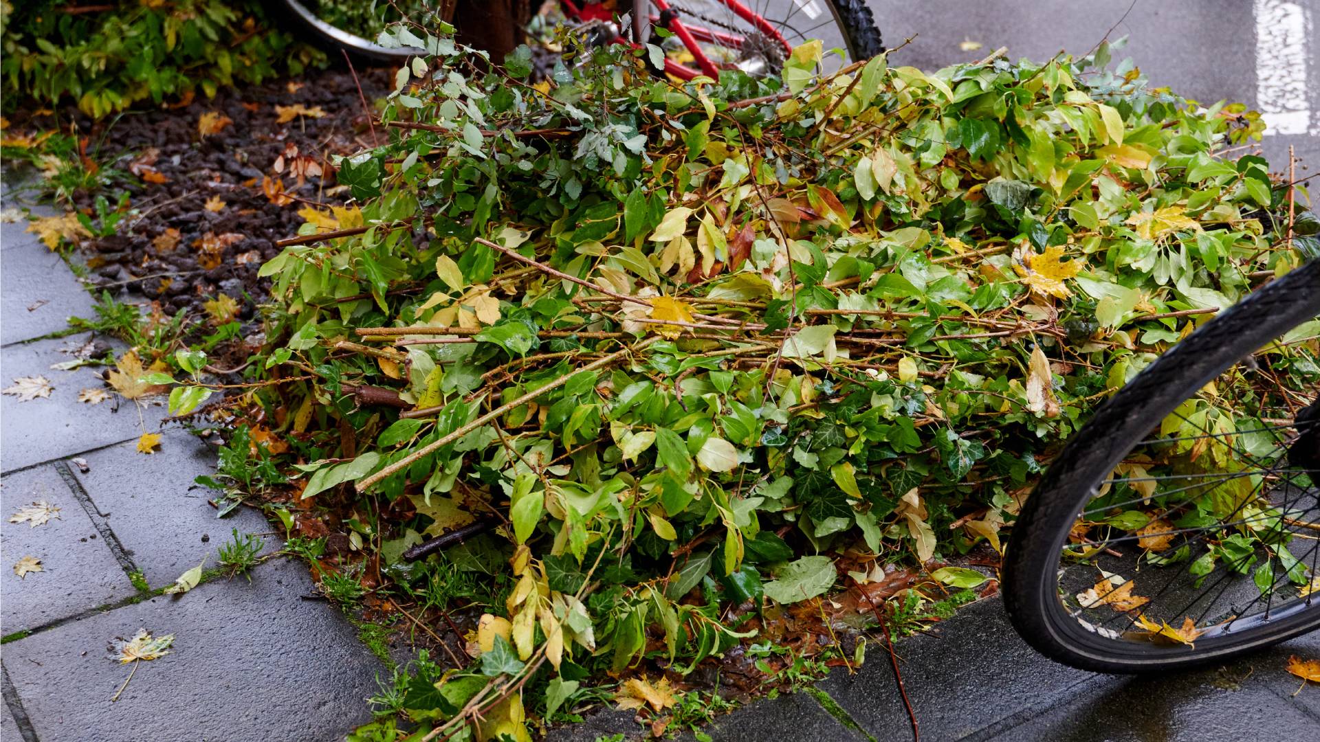 Bamberg: Ungebündeltes Grüngut wird nicht abgeholt